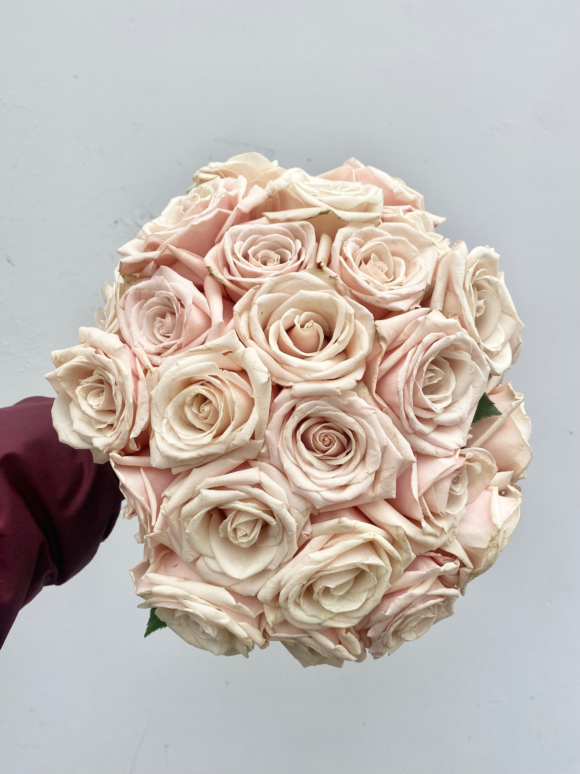 RP Moab Rose - 25st - Ramirez Wholesale Flowers Inc