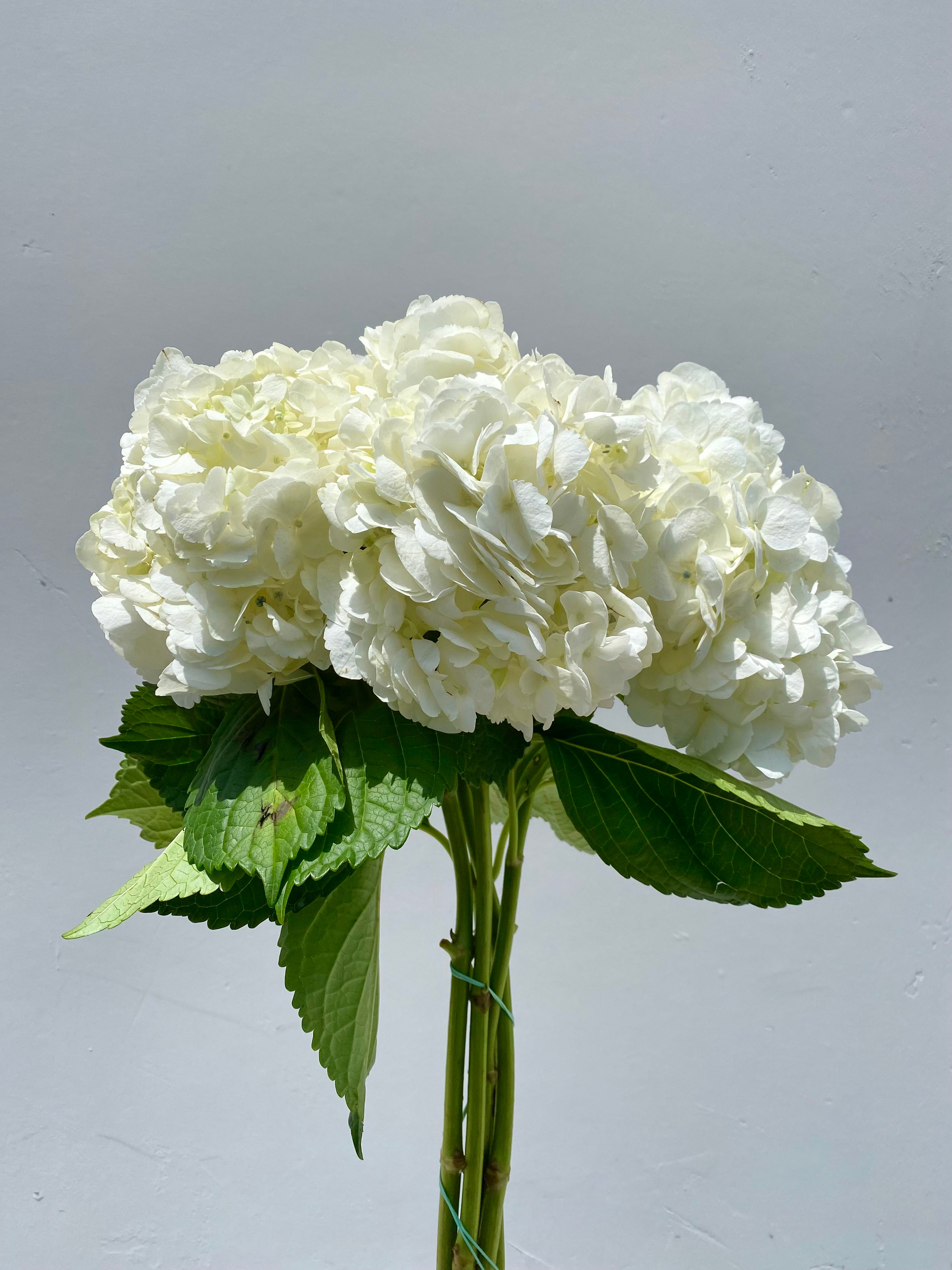 Ramirez Wholesale Flowers Inc