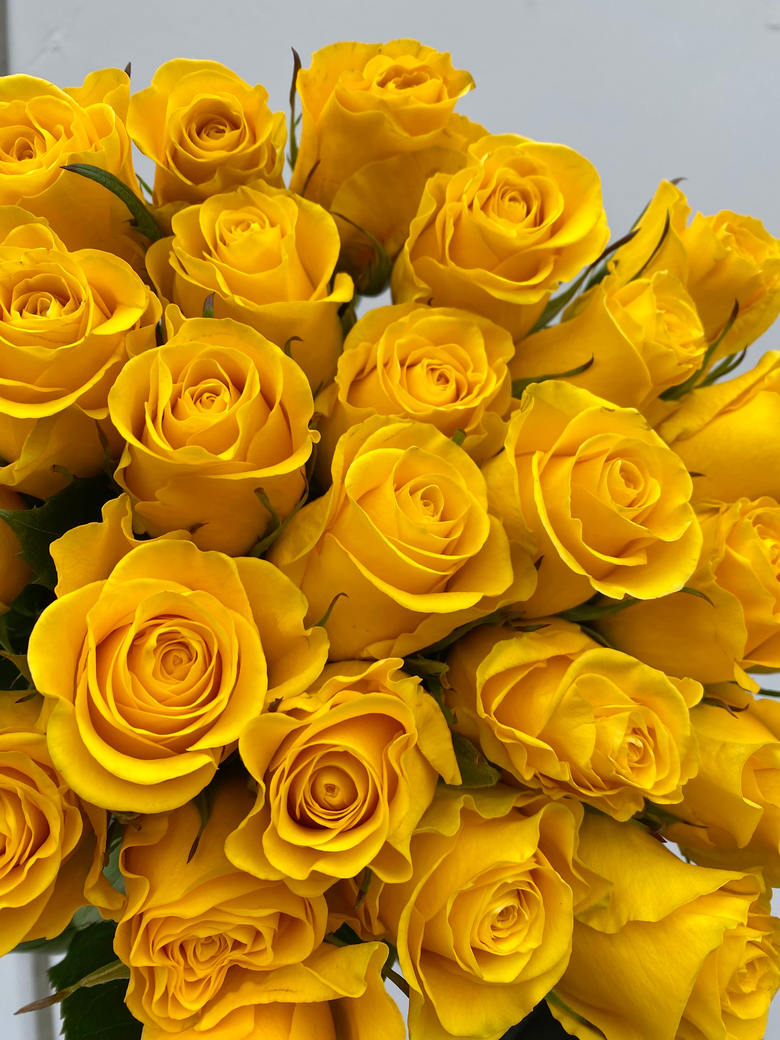 Shimmer Roses - 25 stems