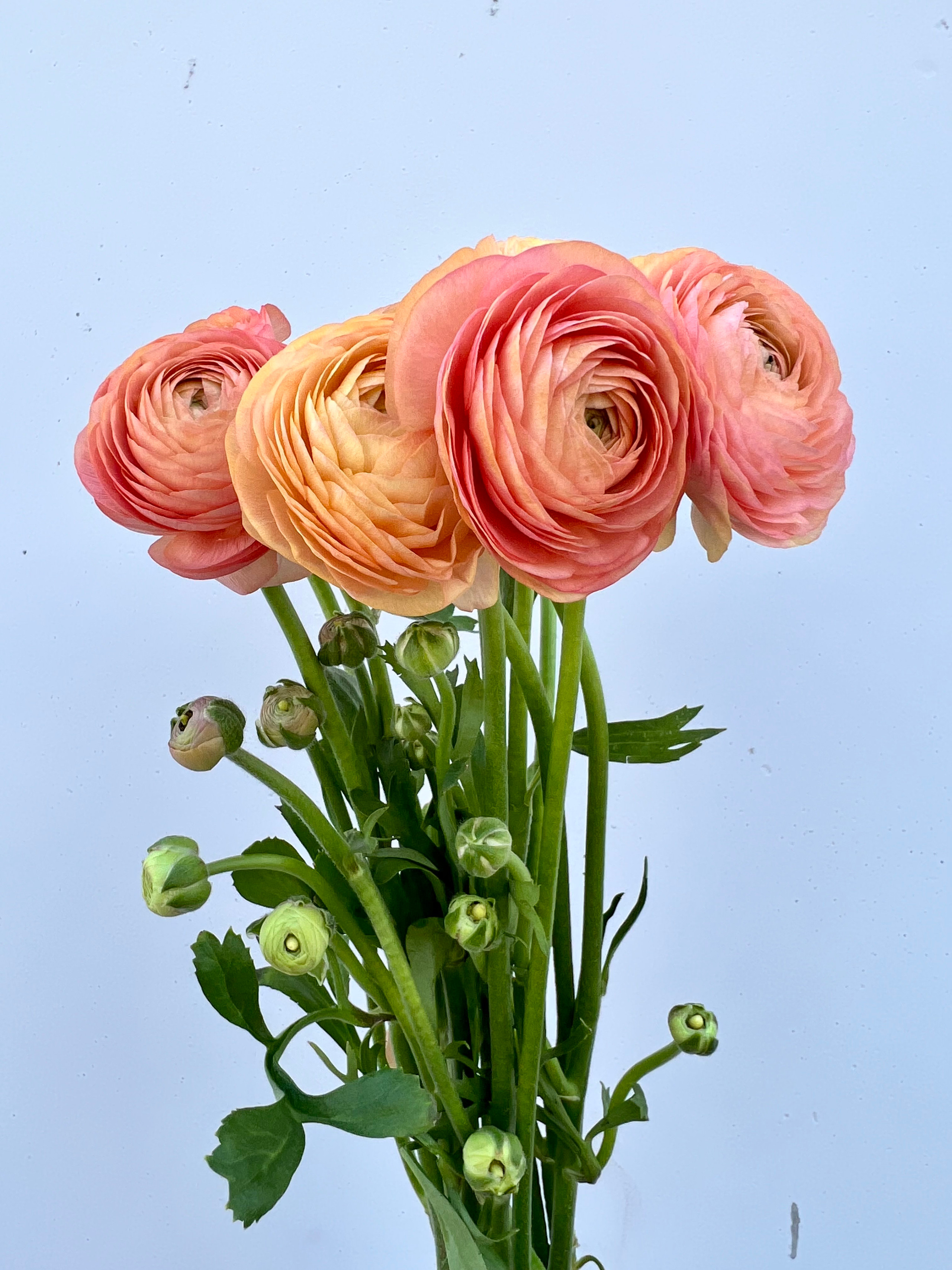 Ramirez Wholesale Flowers Inc