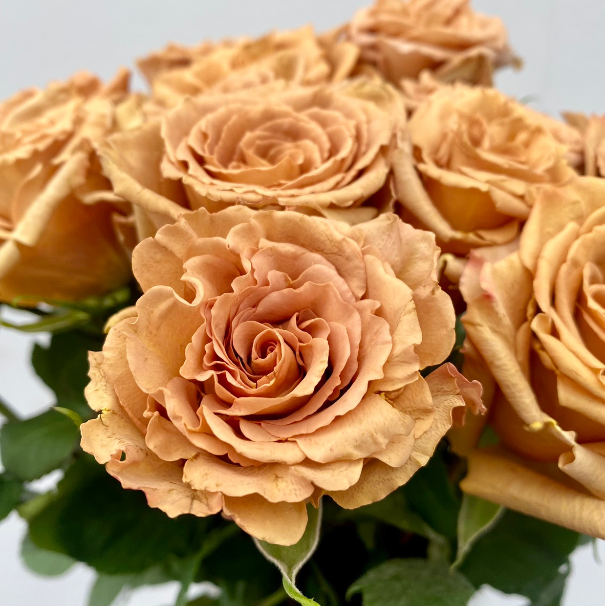 RP Moab Rose - 25st - Ramirez Wholesale Flowers Inc