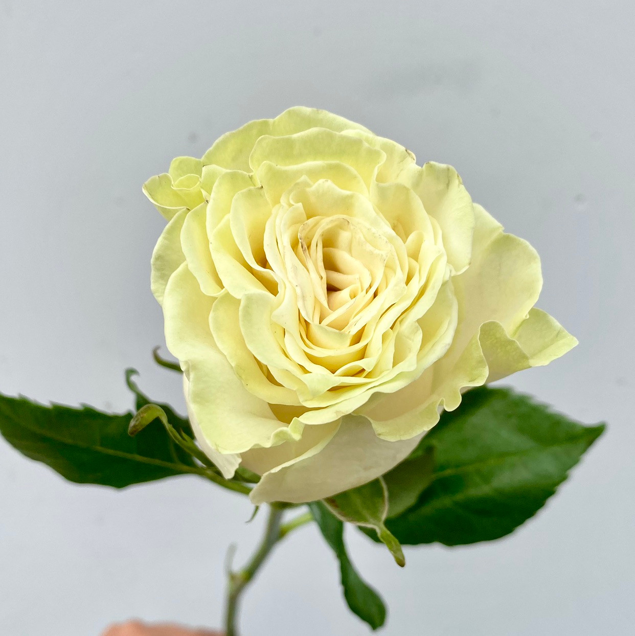 Pink Mondial Roses - 25 stems