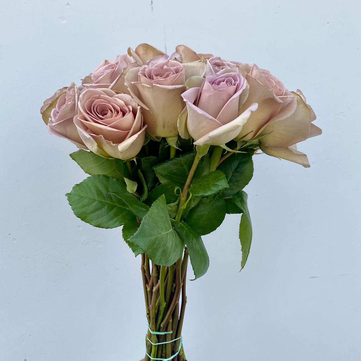 Blue Ecuadorian Roses | Ramirez Wholesale