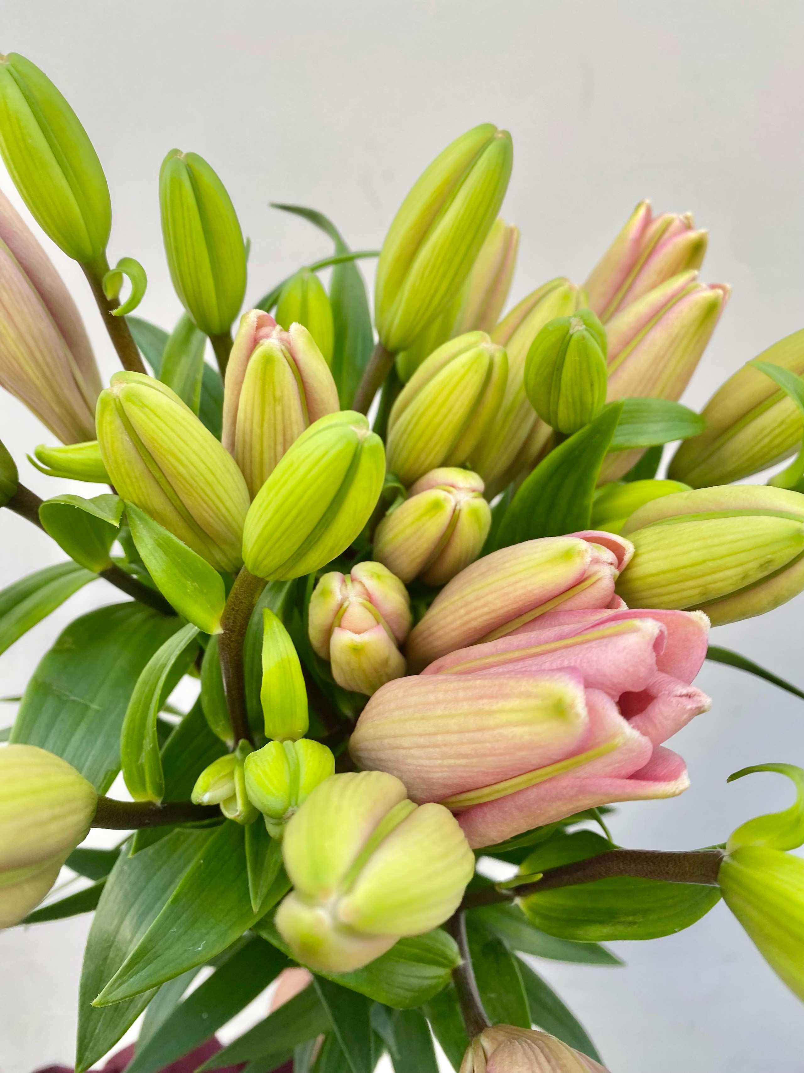 Ramirez Wholesale Flowers Inc