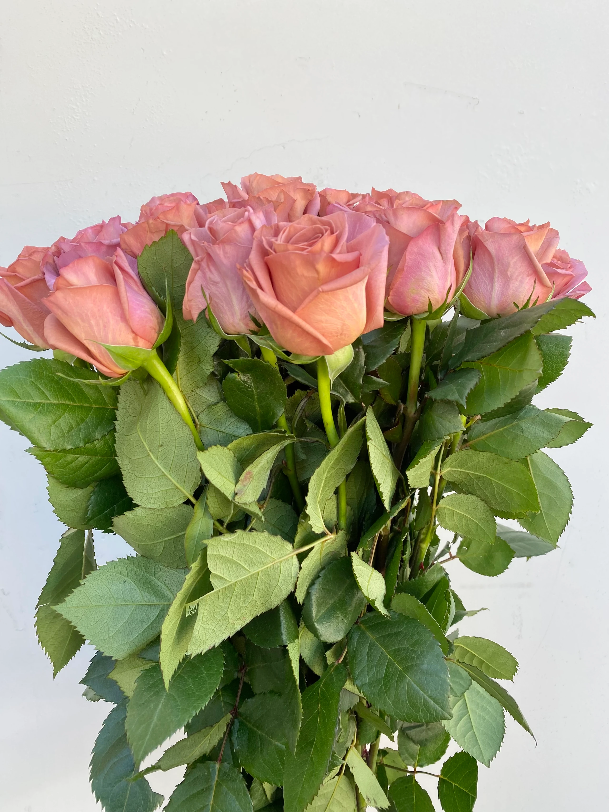 RP Moab Rose - 25st - Ramirez Wholesale Flowers Inc