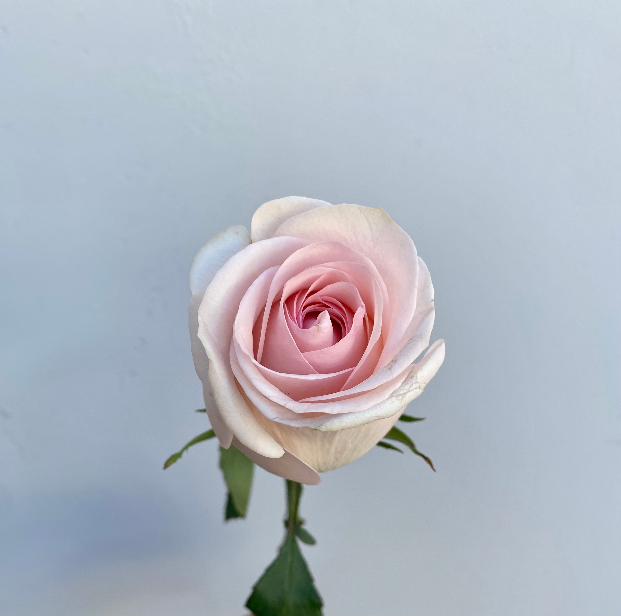 Blue Ecuadorian Roses | Ramirez Wholesale