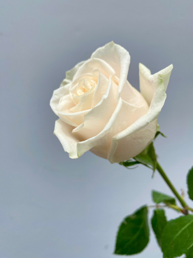 Vendela Rose - 25 stems