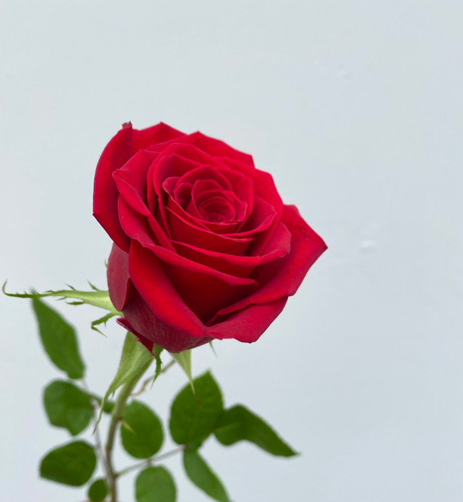 Freedom Roses (Red) - 25 stems