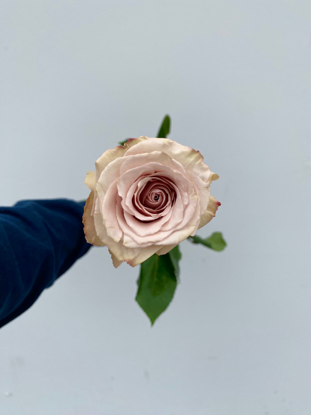 Quicksand Roses - 25 stem