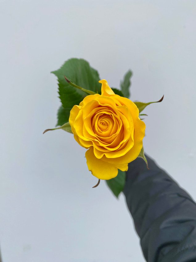 Brighton Rose - 25 stem