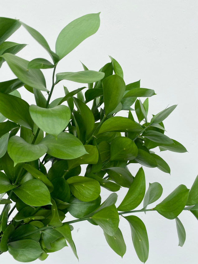 Israeli Ruscus Ca-Grown - 10 stems