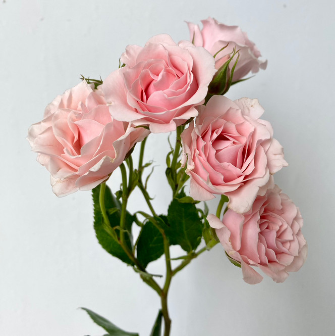 Spray Rose Pink Majolica 10st Ramirez Wholesale Flowers Inc