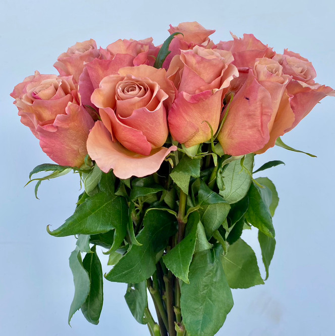 RP Moab Rose - 25st - Ramirez Wholesale Flowers Inc