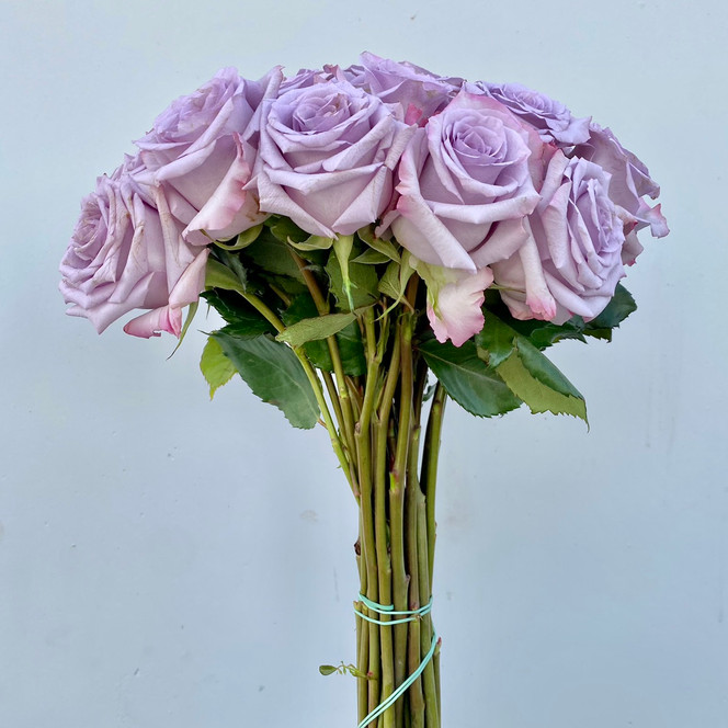 Ocean Song Rose - 25st - Ramirez Wholesale Flowers Inc