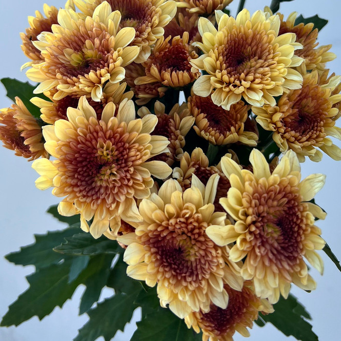 Crème Brûlée Brown Bronze Poms - 5st. - Ramirez Wholesale Flowers Inc