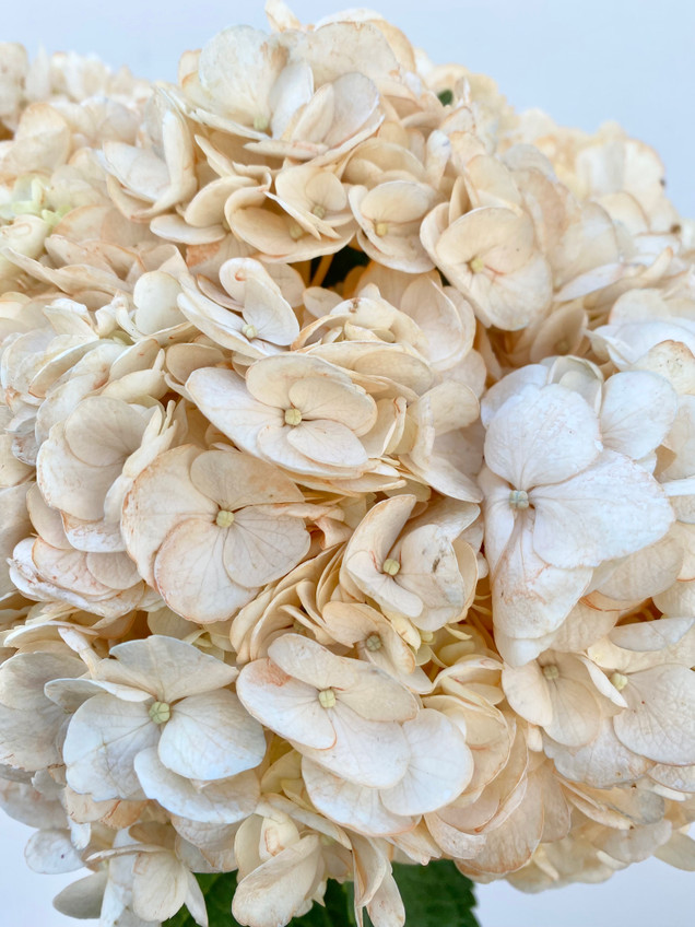 Hydrangea Peach (Tint) - 5st. - Ramirez Wholesale Flowers Inc