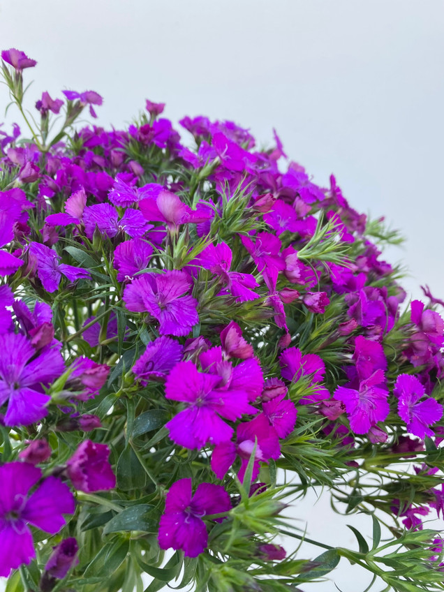 Gypsy Dianthus Purple CA-Grown - 10st - Ramirez Wholesale Flowers Inc