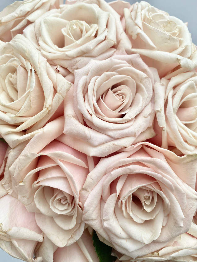 Sahara Rose - 25st. - Ramirez Wholesale Flowers Inc