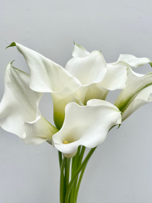 White Mini Calla Lilies