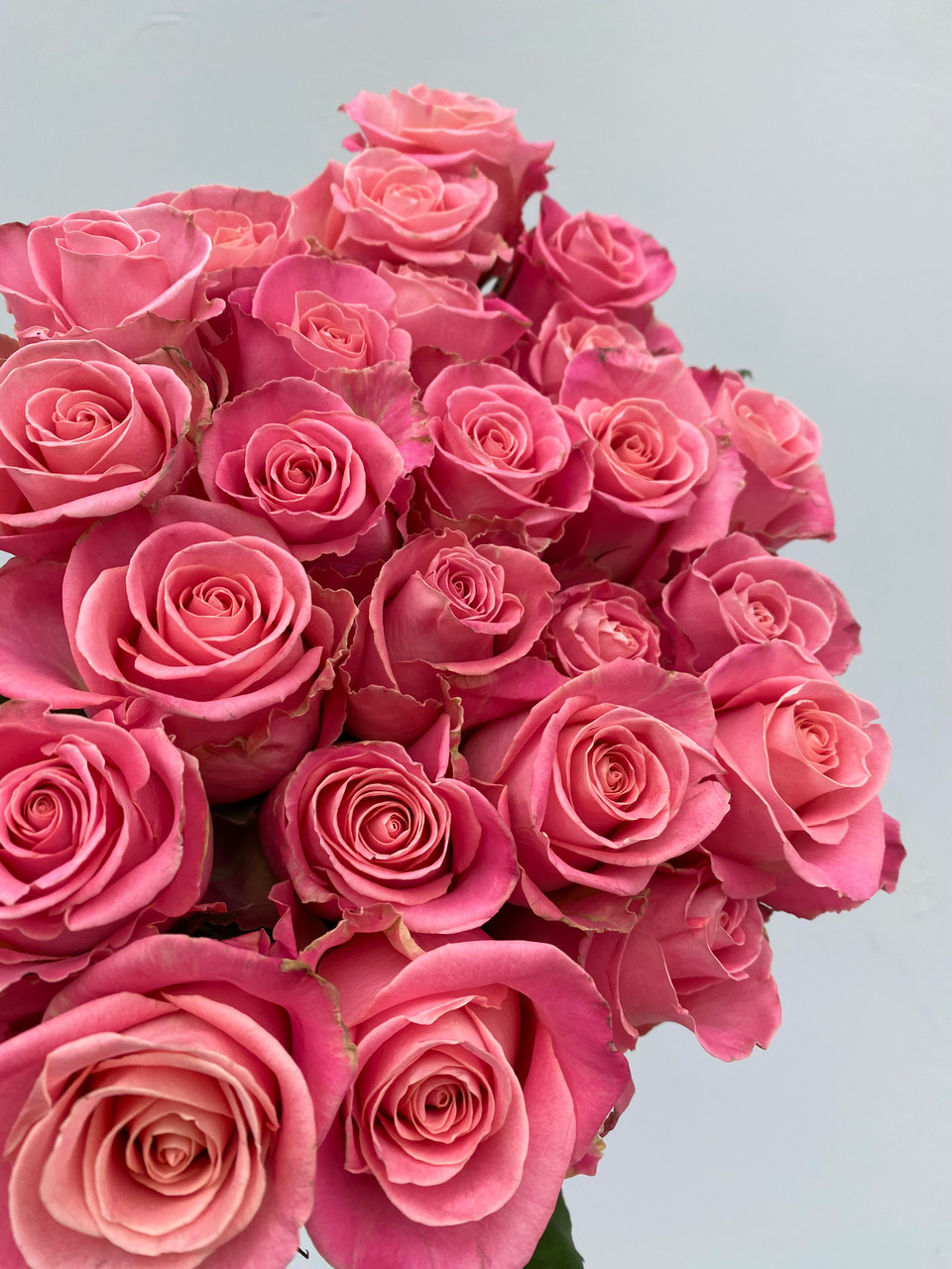 Shimmer Roses - 25 stems