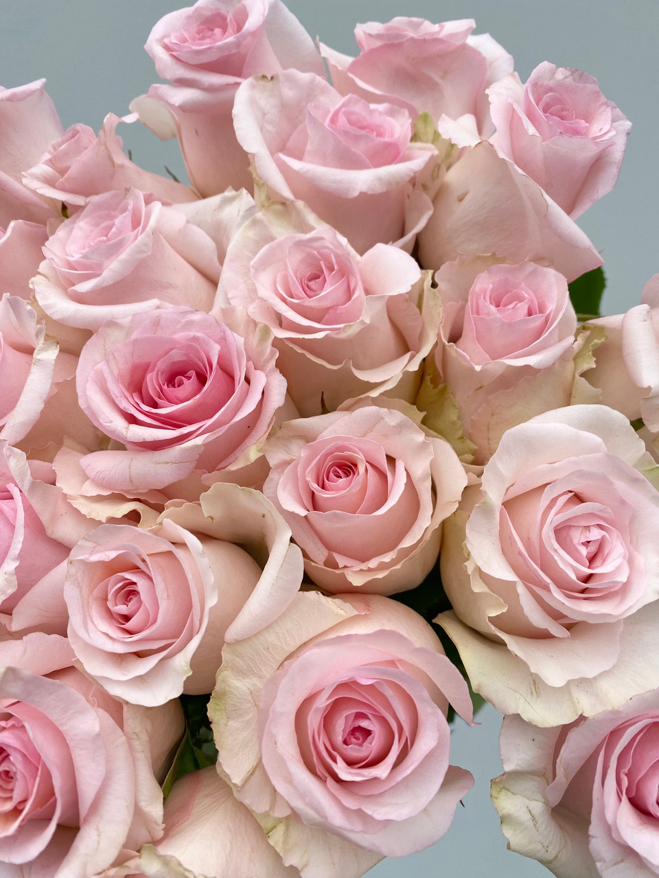 Shimmer Roses - 25 stems