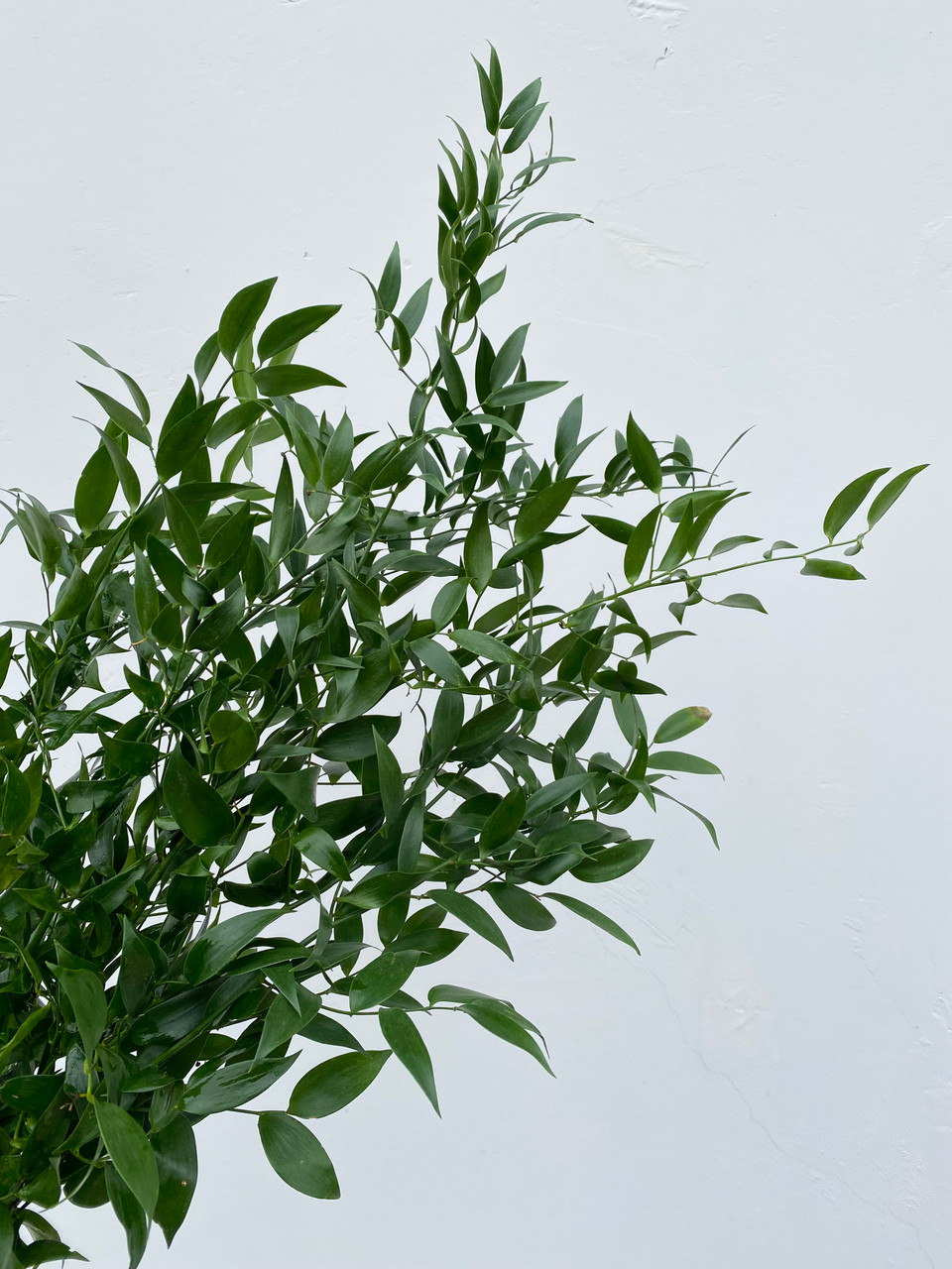 Italian Ruscus - 5 stem