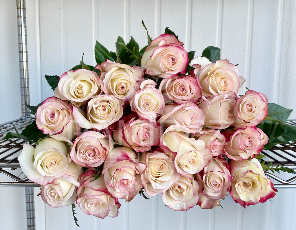 RP Moab Rose - 25st - Ramirez Wholesale Flowers Inc