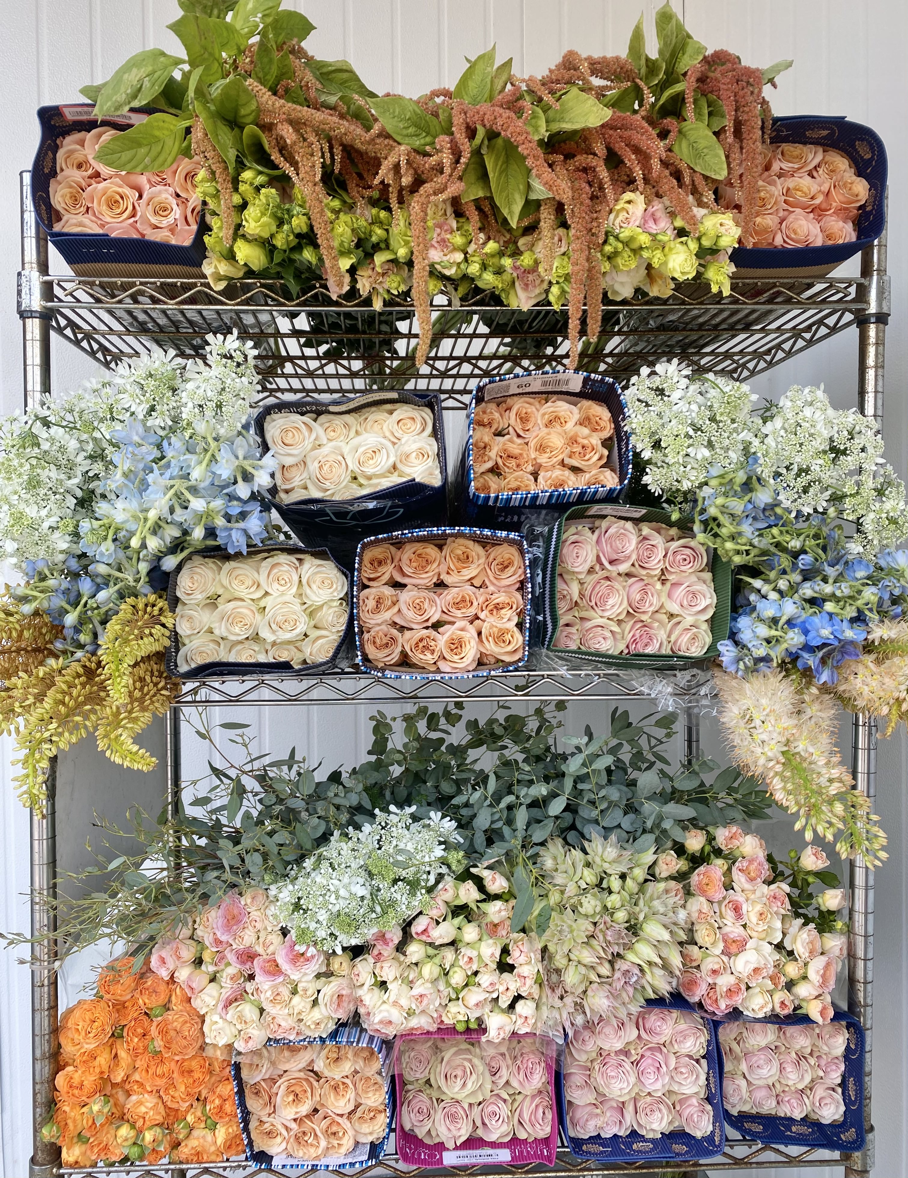 The Magic of Ecuadorian Roses: Premium Fresh Cut Roses from Ramirez ...