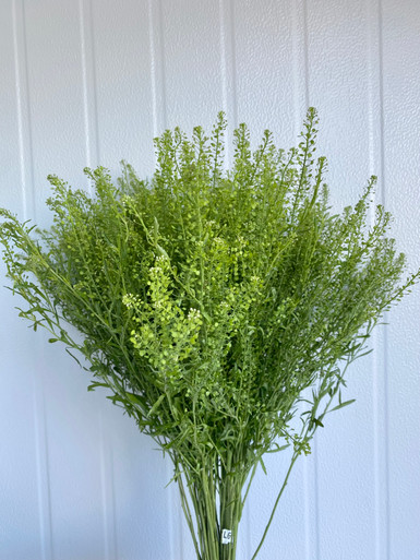 Pennycress Lepidium - 10st.+ - Ramirez Wholesale Flowers Inc