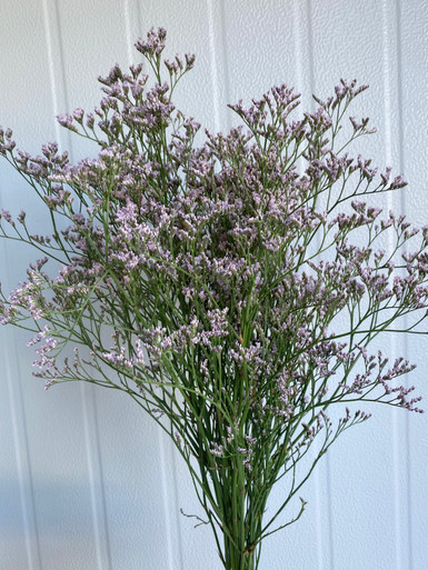 Misty Limonium Emile Pink - 10st - Ramirez Wholesale Flowers Inc