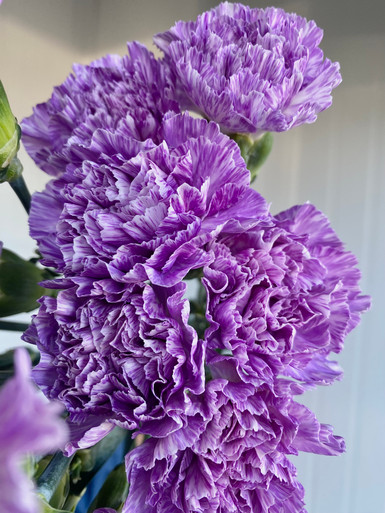 Carnation Florigene Moonburst (Lavender) - 20st. - Ramirez Wholesale ...