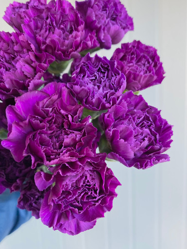 Carnation Purple (Florigene Moonshade) - 20st. - Ramirez Wholesale ...