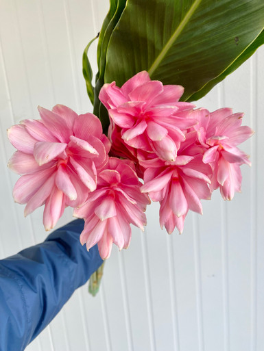 Ginger Pink - 5st. - Ramirez Wholesale Flowers Inc