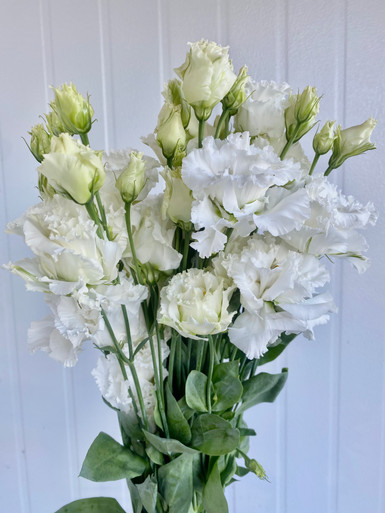 Lisianthus White (Ruffly) - 5st. - Ramirez Wholesale Flowers Inc