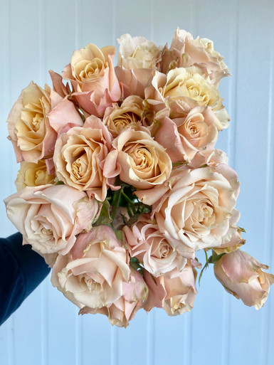 Spray Rose Sahara Sensation - 10st. - Ramirez Wholesale Flowers Inc