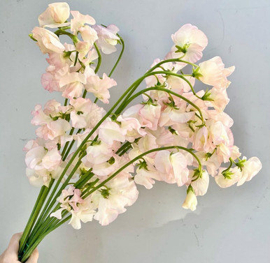 Sweet Peas Peach - 10st. - Ramirez Wholesale Flowers Inc