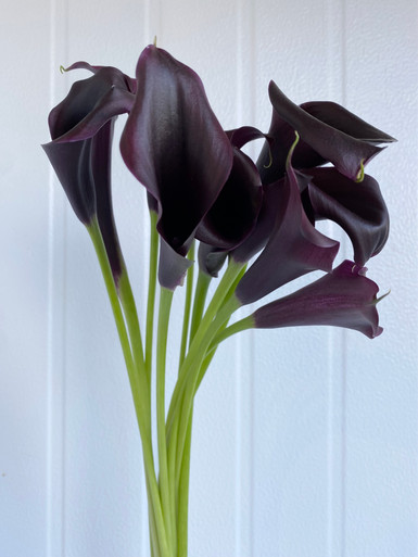 Mini Calla Lily Black/Dark Plum - 10st. - Ramirez Wholesale Flowers Inc