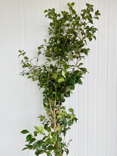 Camelia Branches Foliage Tall 6ft (Ca-Grown) - 3st. - Ramirez Wholesale ...