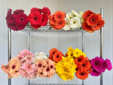 Gerber Daisies Assorted - 15 bu. (150st. Total) - Ramirez Wholesale ...