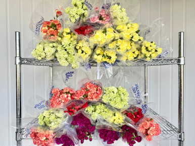 Mini Carnations Assorted Colors - 35bu. (350 stems) - Ramirez Wholesale ...