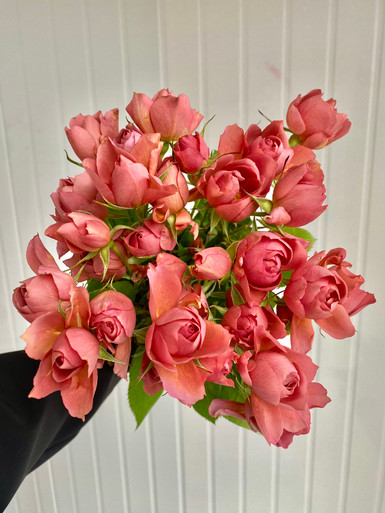 Garden Spray Roses Wabara Aoi Fuga (Ca-Grown) - 8st. - Ramirez ...