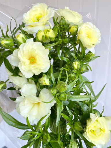 Butterfly Ranunculus Pale Cream Yellow - 10st. - Ramirez Wholesale ...