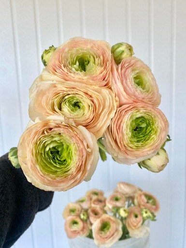 Ranunculus Peach Tulareg Clooney - 5st. - Ramirez Wholesale Flowers Inc