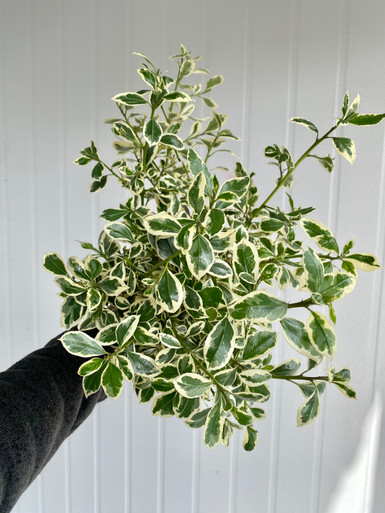 Rhamnus Variegated Foliage (Ca-Grown) - 10st. - Ramirez Wholesale ...