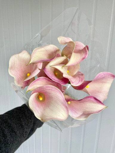 Mini Calla Lily Light Pink (Blushing Lady) - 10st. - Ramirez Wholesale ...