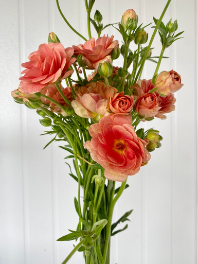 Butterfly Ranunculus Eris - 10st. - Ramirez Wholesale Flowers Inc