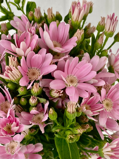 Pericallis Light Pink - 10st. - Ramirez Wholesale Flowers Inc