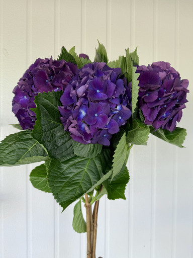 Hydrangea Royal King - 5st. - Ramirez Wholesale Flowers Inc