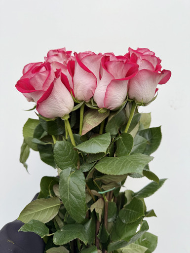 Bluez Roses - 25st. - Ramirez Wholesale Flowers Inc