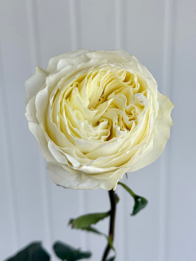 Coldplay Rose - 25st. - Ramirez Wholesale Flowers Inc